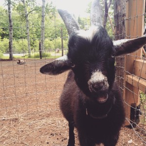 Goat! That's Enough!