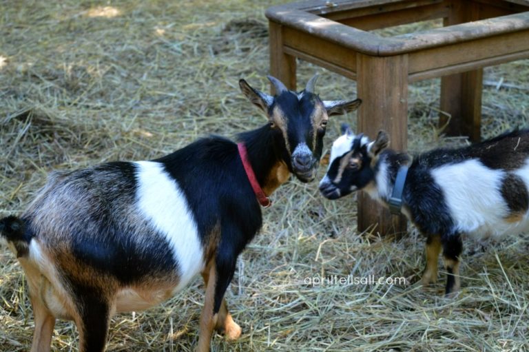 My Goats Are Too Noisy!