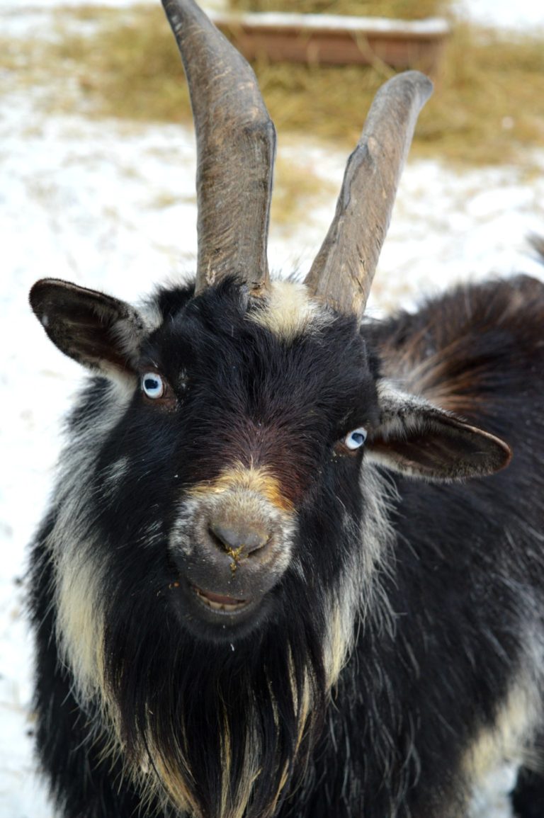 7 Tips For Making Noisy Goats Quiet