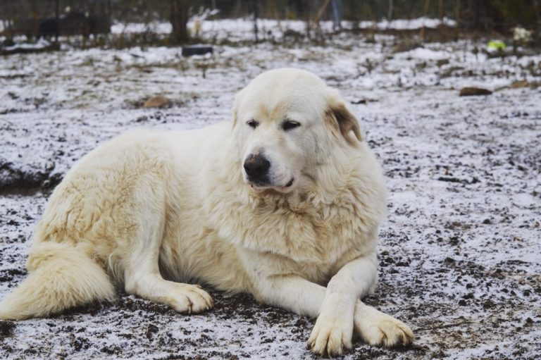 Livestock Guardian Dogs: Are They Right For Your Farm?