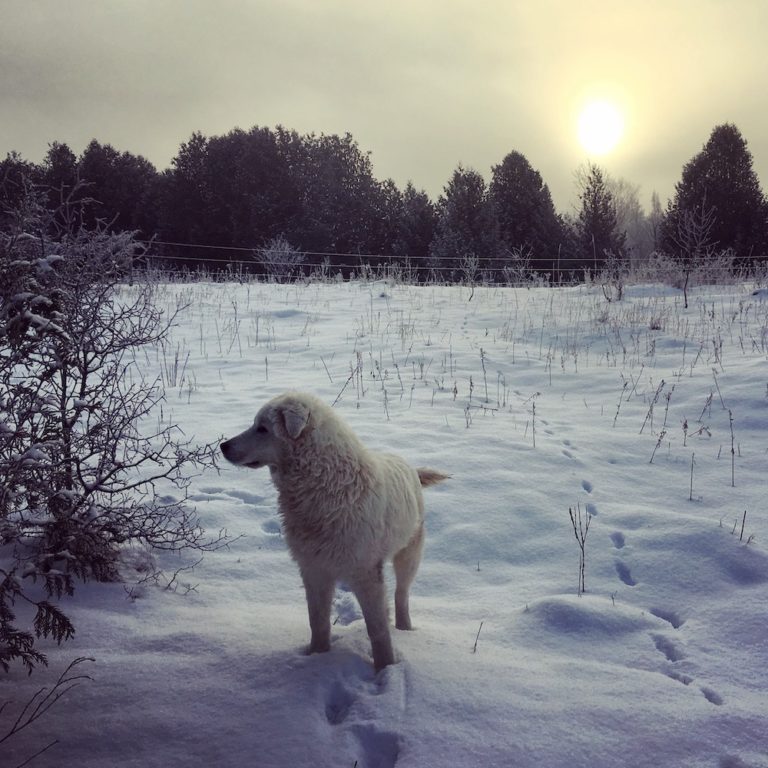 Livestock Guardian Dogs: Are They Right For Your Farm?