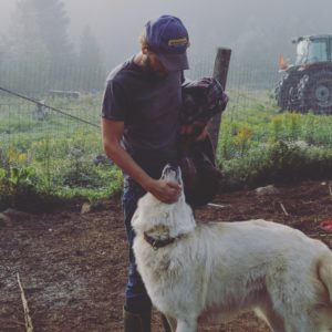 Livestock Guardian Dogs: Are They Right For Your Farm?