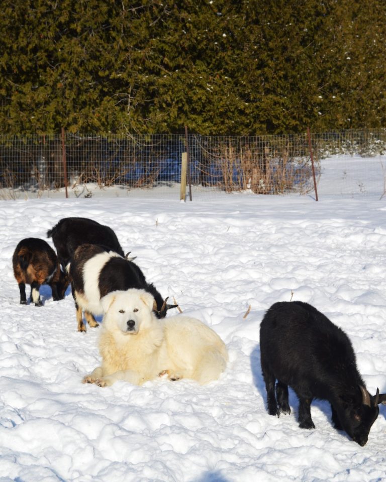 Livestock Guardian Dogs: Are They Right For Your Farm?